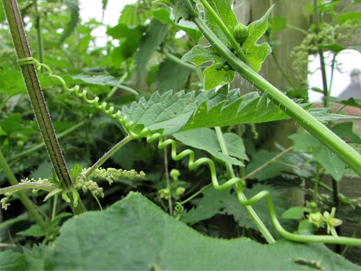 White Bryony - Wild Food UK