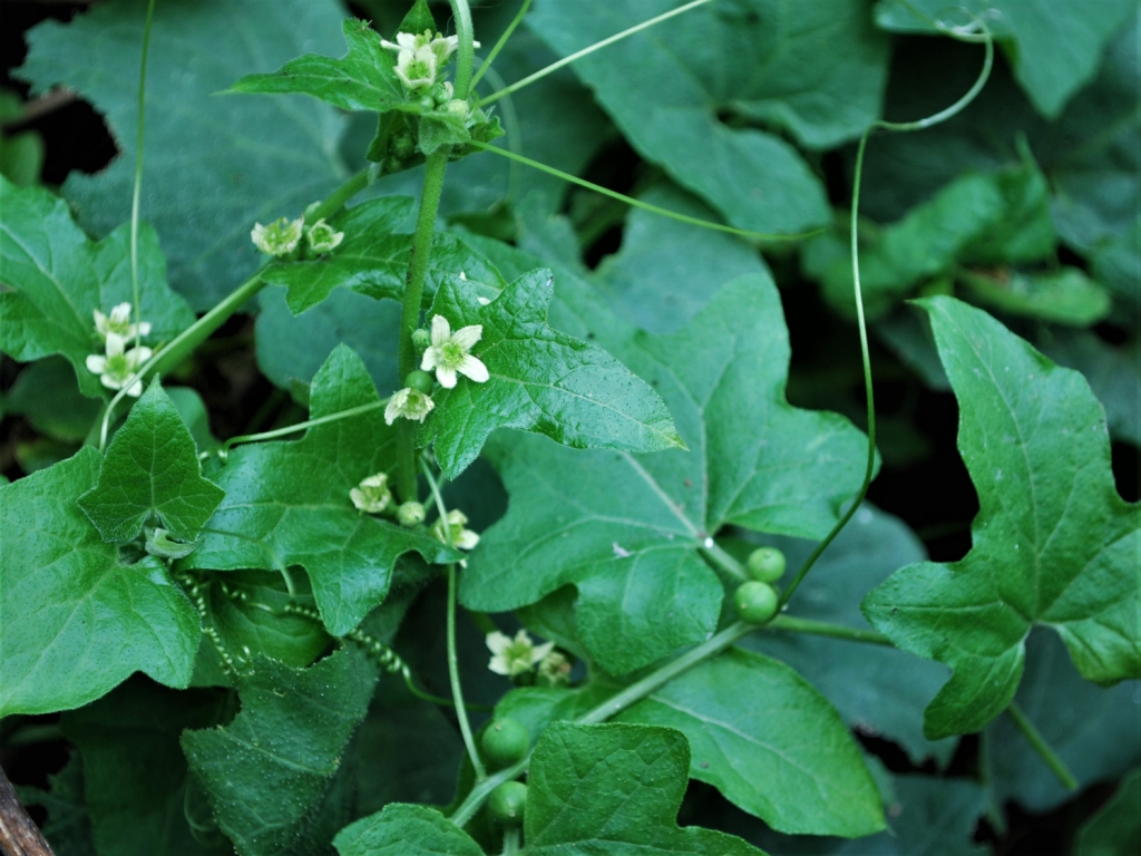 White Bryony - Wild Food UK