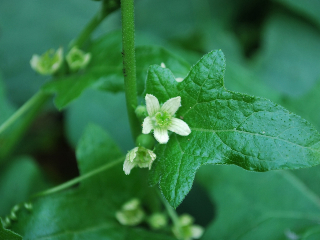 White Bryony - Wild Food UK