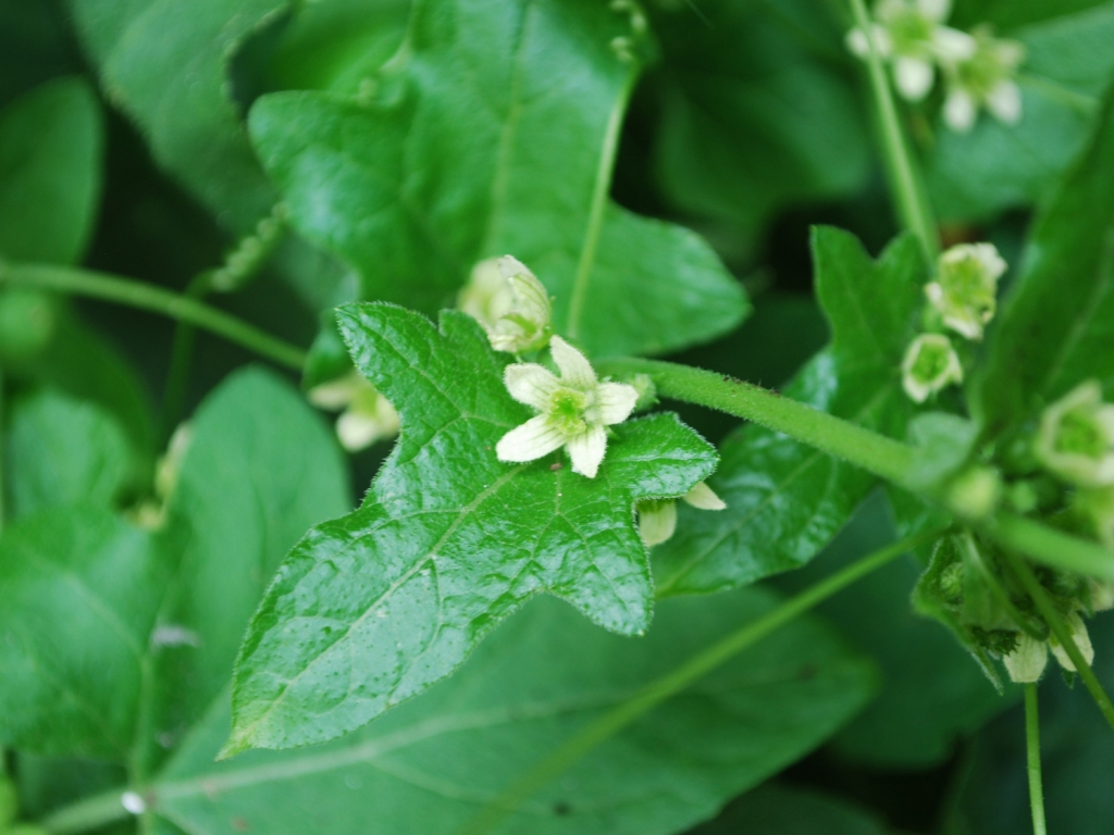 White Bryony - Wild Food UK