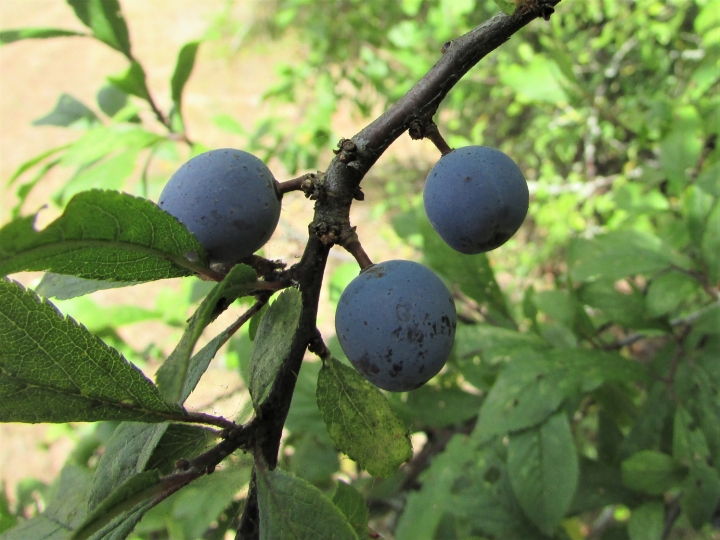 Blackthorn (Sloe) - Wild Food UK