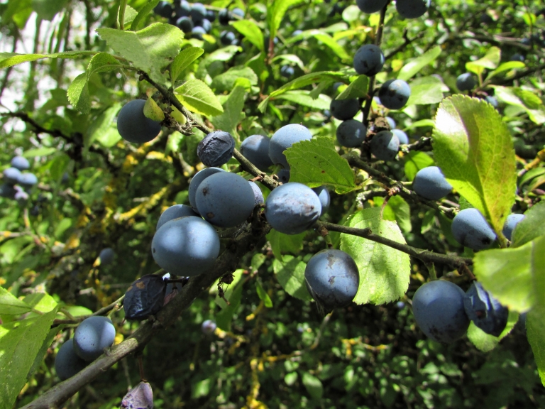 Blackthorn (Sloe) - Wild Food UK