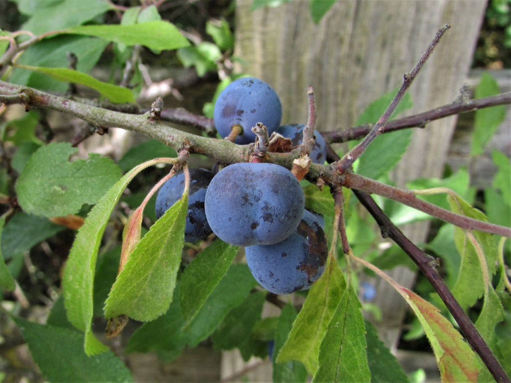 Blackthorn (Sloe), Prunus spinosa