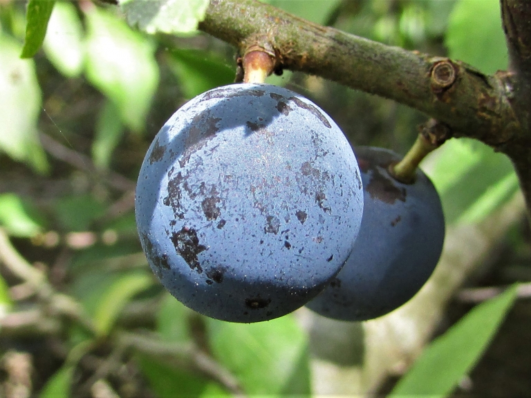 Blackthorn (Sloe) - Wild Food UK