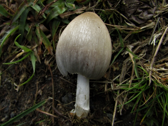 Common Inkcap - Wild Food UK