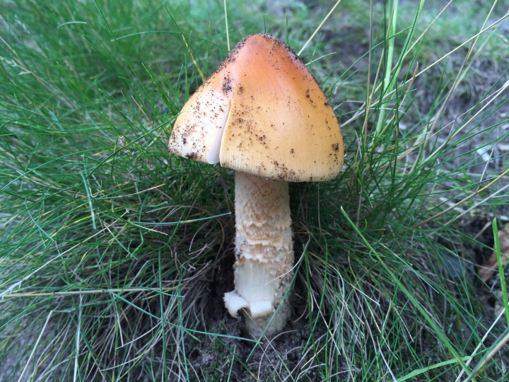 Orange Grisette - Wild Food UK