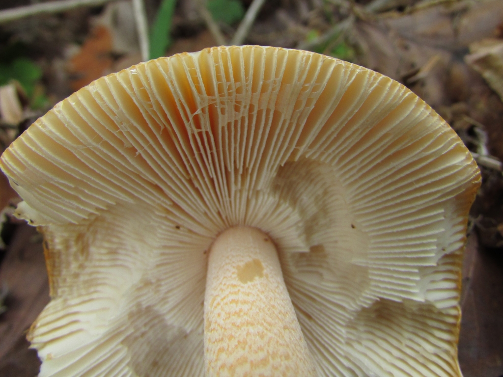 Orange Grisette - Wild Food UK