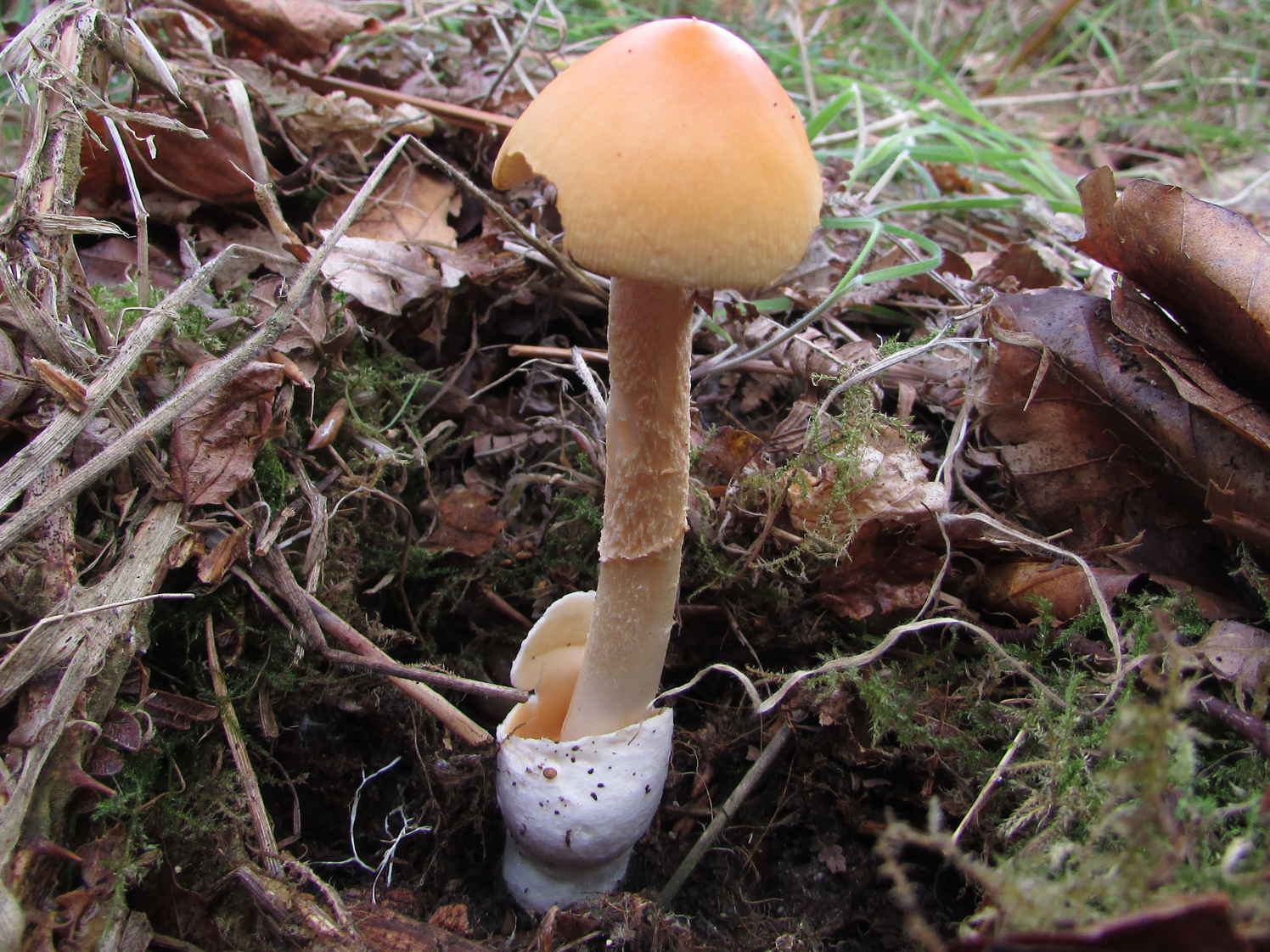 Orange Grisette