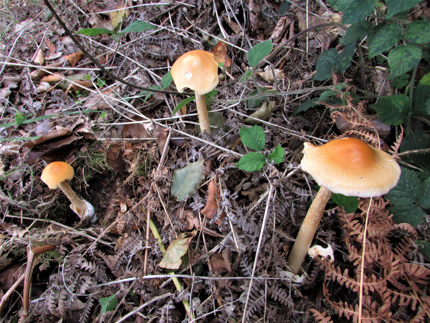 Orange Grisette