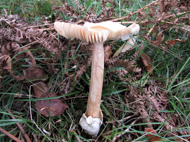 Orange Grisette - Wild Food UK