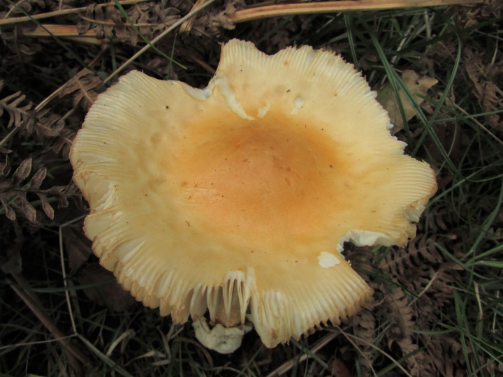 Orange Grisette - Wild Food UK