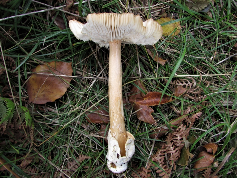 Orange Grisette - Wild Food UK
