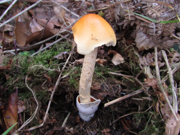 Orange Grisette - Wild Food UK