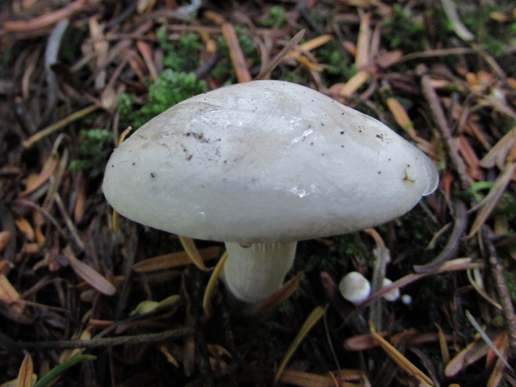 The Miller - Wild Food UK