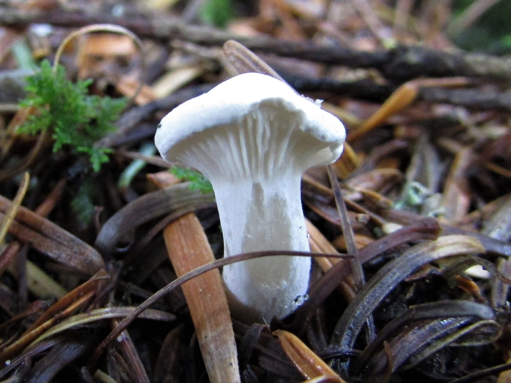 The Miller - Wild Food UK