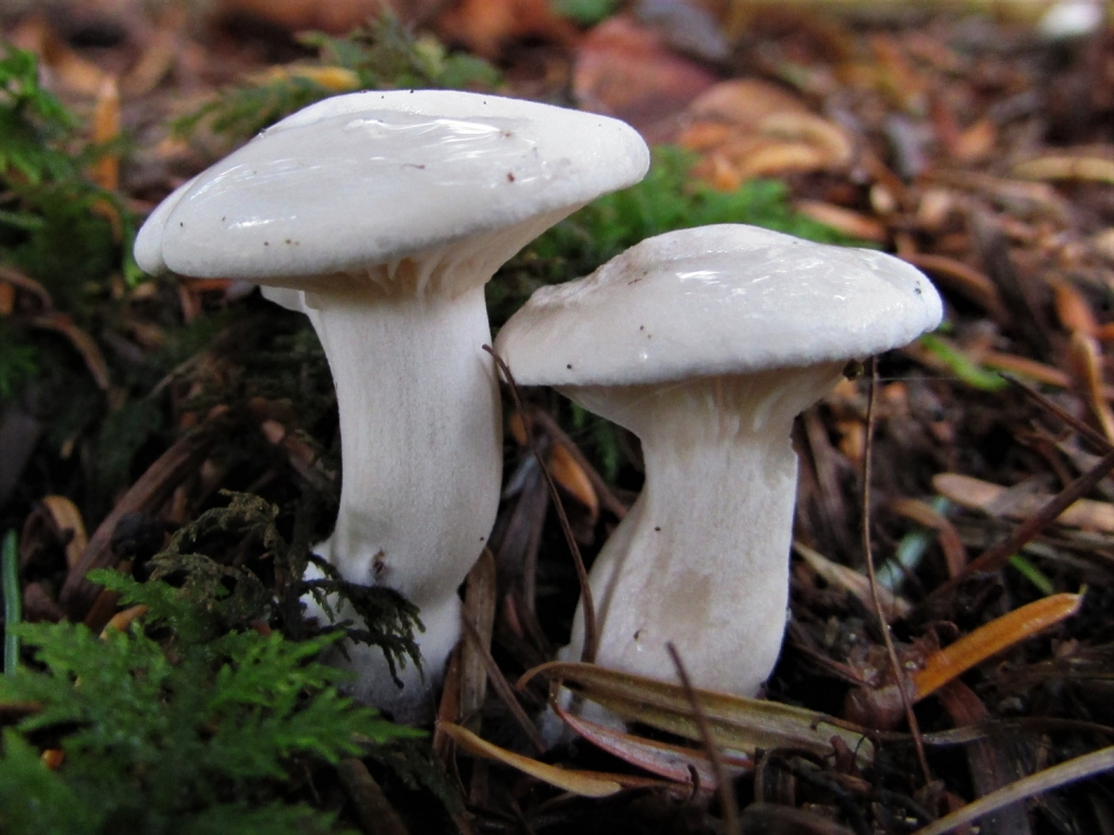 The Miller - Wild Food UK