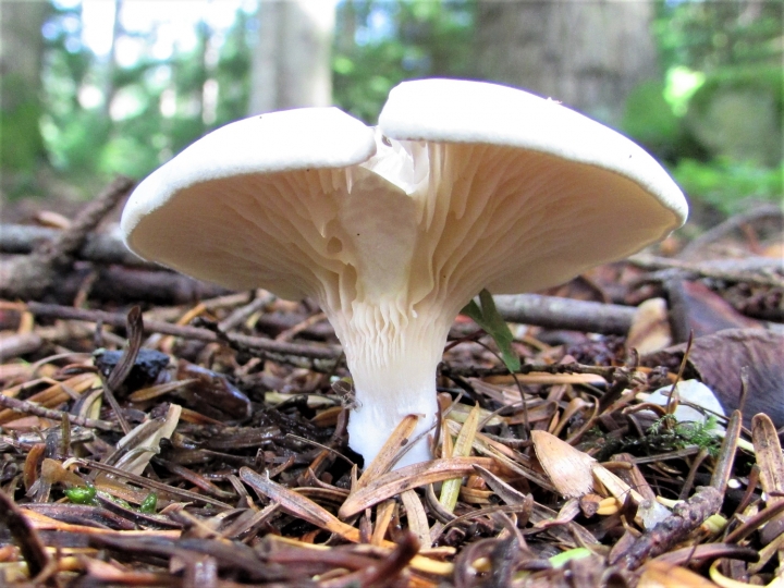 The Miller - Wild Food UK