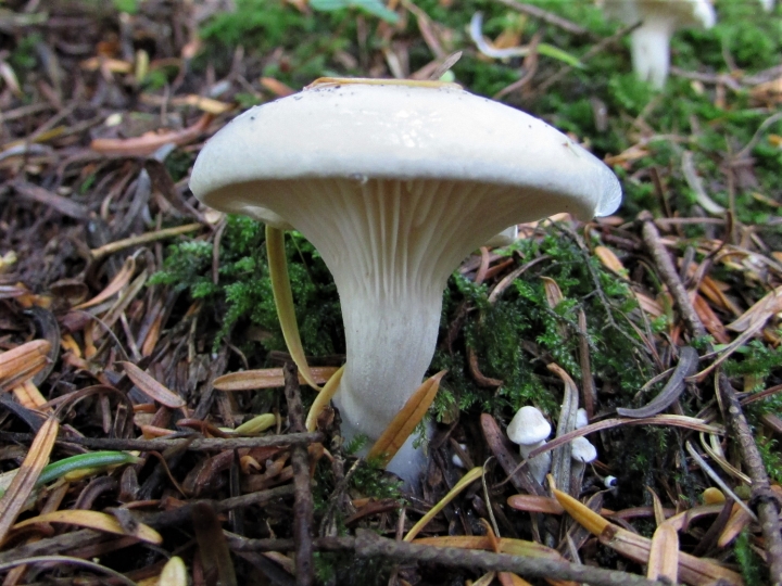 The Miller - Wild Food UK