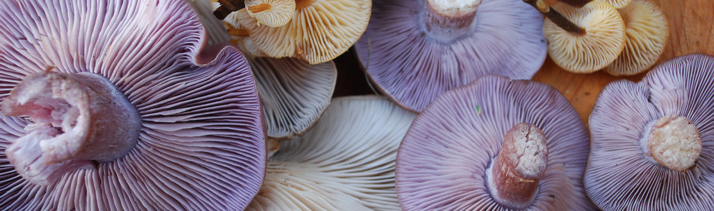 Edible Wild UK Mushrooms (Fungi): Guide to Identification & Picking