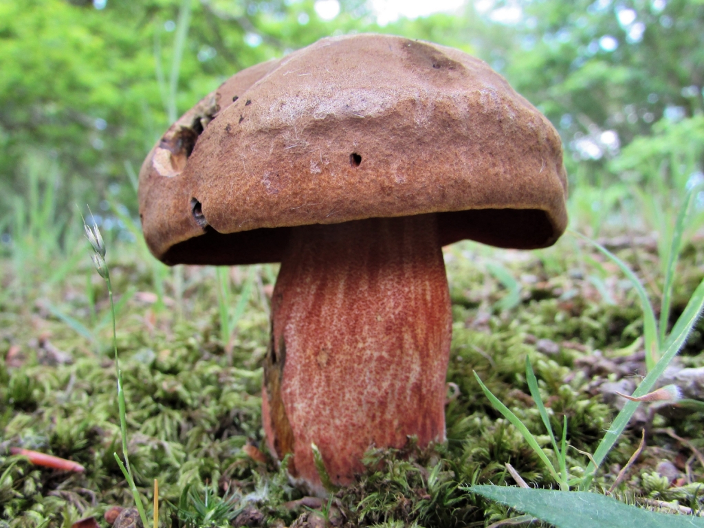 Scarletina Bolete - Wild Food UK