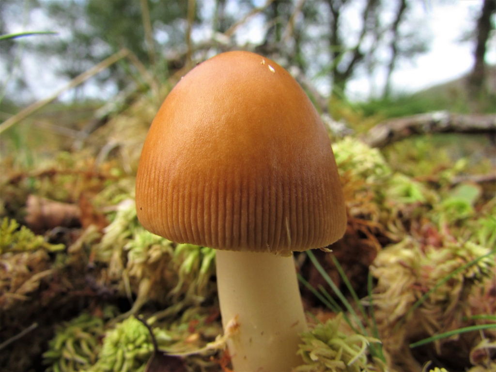 Tawny Grisette - Wild Food UK