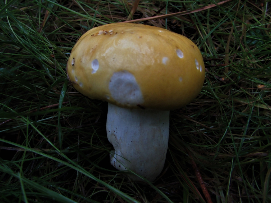 Yellow Swamp Russula