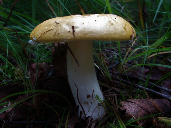 Yellow Swamp Brittlegill - Wild Food UK