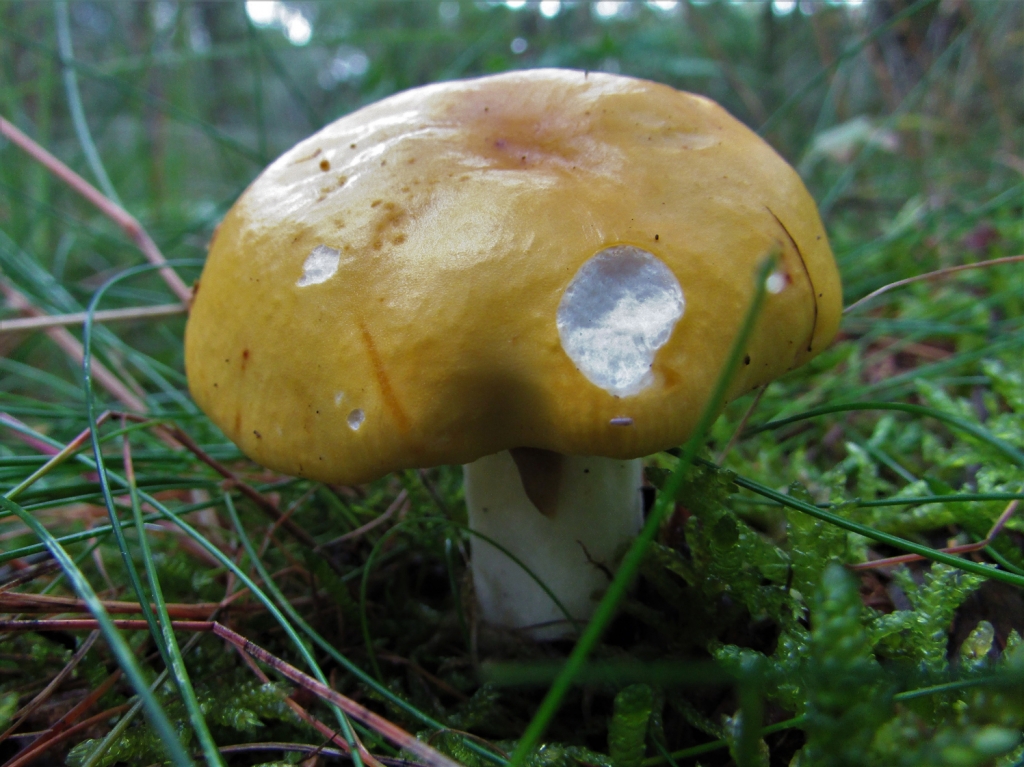 Yellow Swamp Brittlegill - Wild Food UK