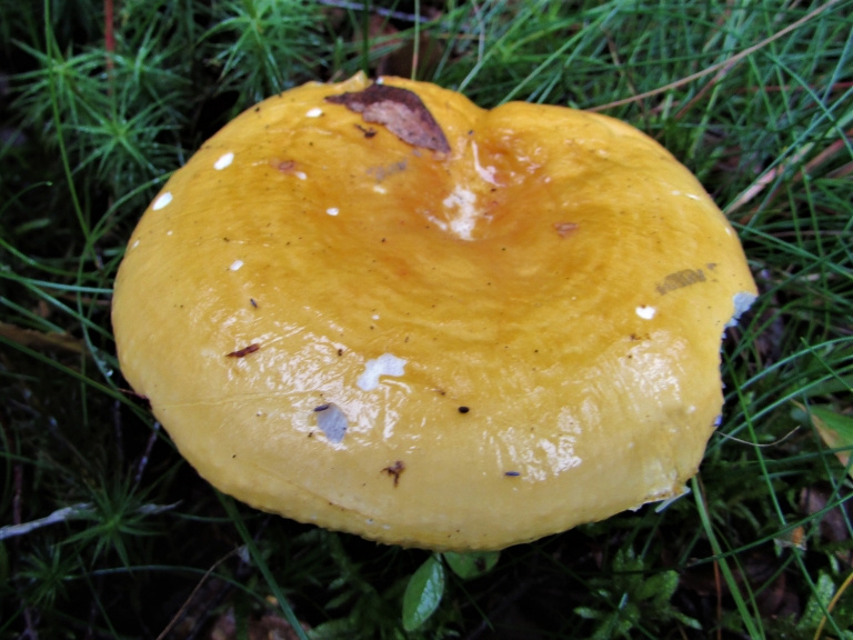 Yellow Swamp Brittlegill - Wild Food UK