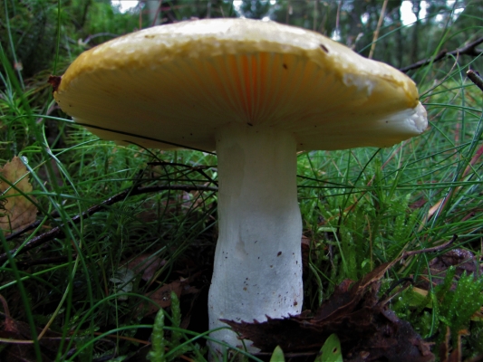 Yellow Swamp Brittlegill - Wild Food UK
