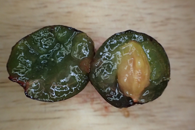 Damsons - Wild Food UK