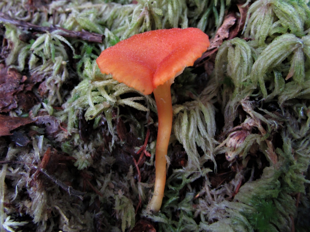 Vermilion Waxcap - Wild Food UK