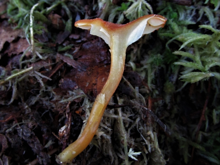 Vermilion Waxcap - Wild Food UK