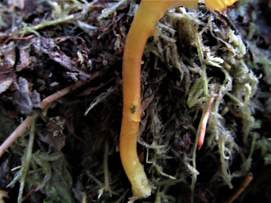 Vermilion Waxcap - Wild Food UK