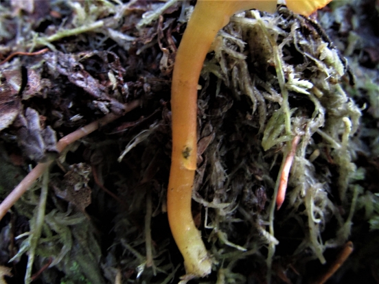 Vermilion Waxcap - Wild Food UK