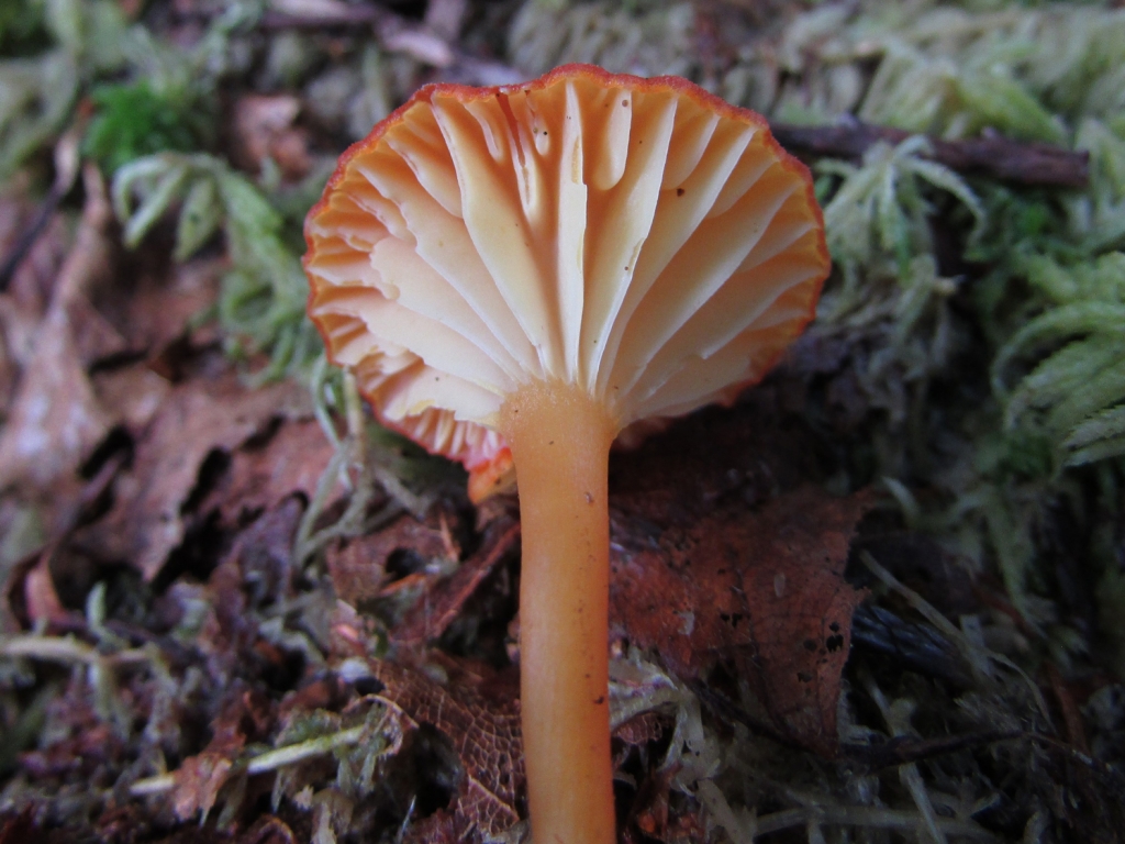 Vermilion Waxcap - Wild Food UK