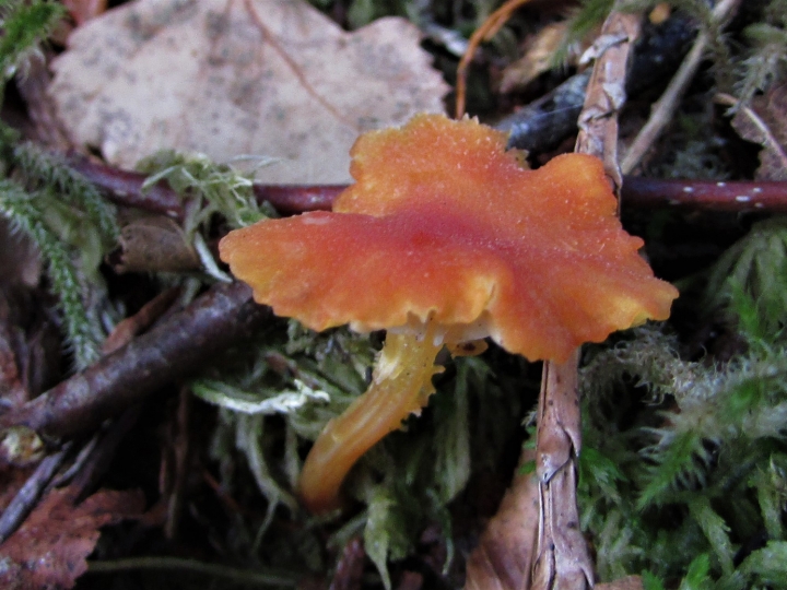 Vermilion Waxcap - Wild Food UK