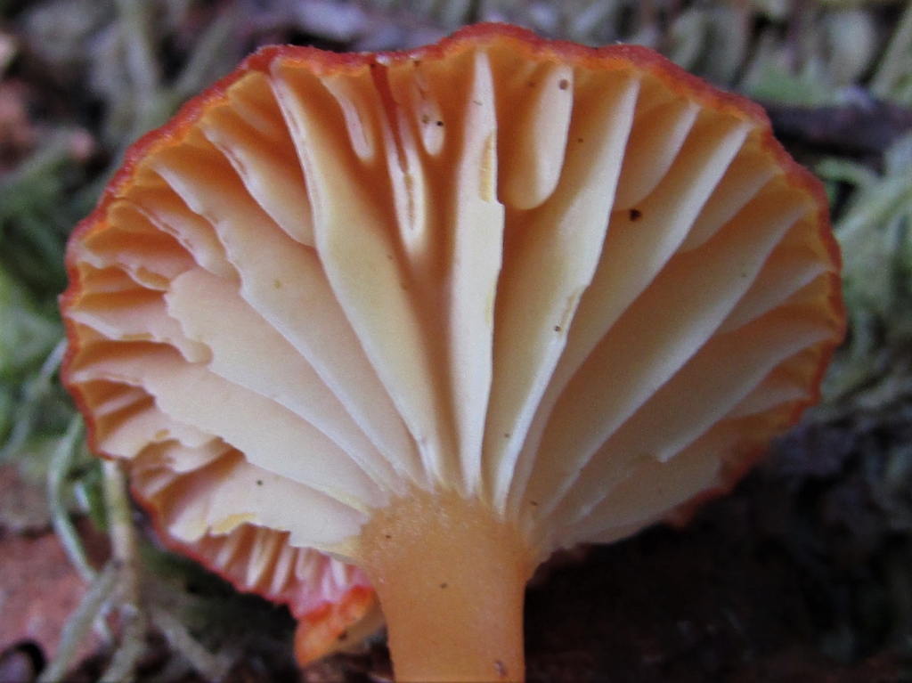 Vermilion Waxcap - Wild Food UK