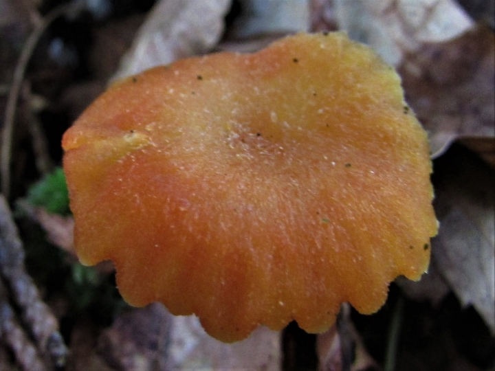 Vermilion Waxcap - Wild Food UK