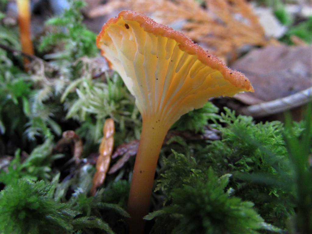 Vermilion Waxcap - Wild Food UK