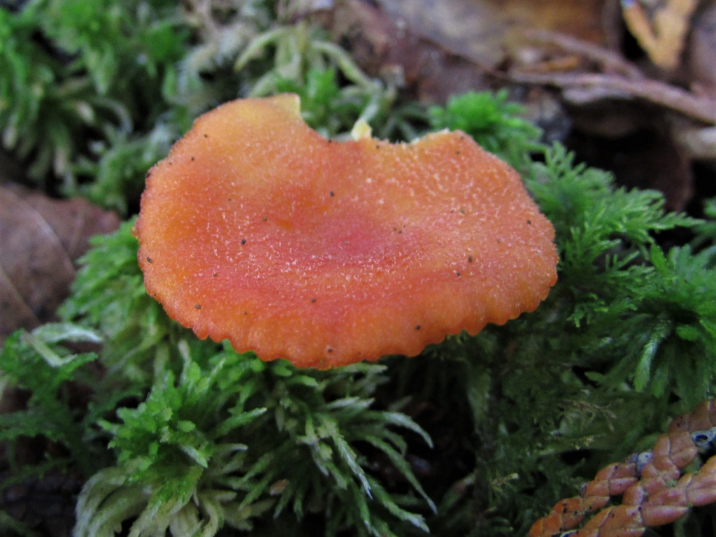 Vermilion Waxcap - Wild Food UK
