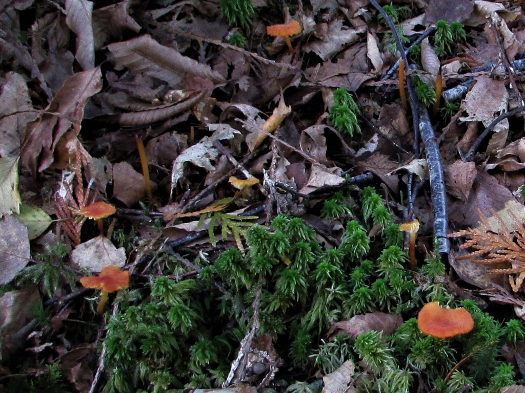 Vermilion Waxcap - Wild Food UK