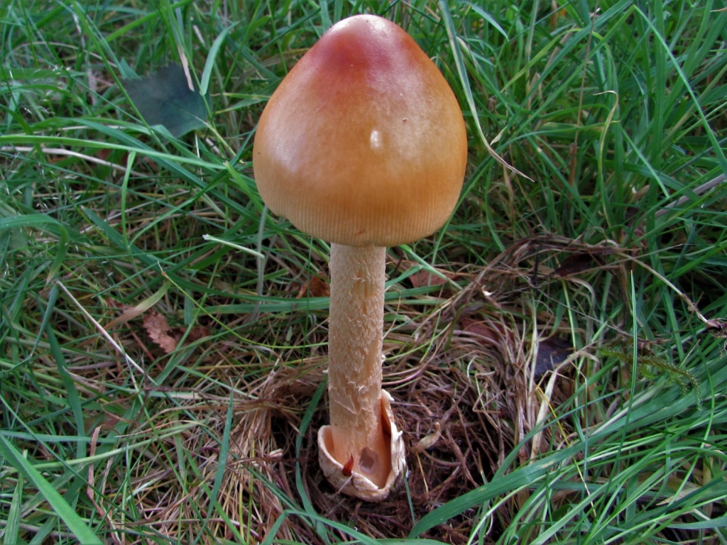 Orange Grisette - Wild Food UK