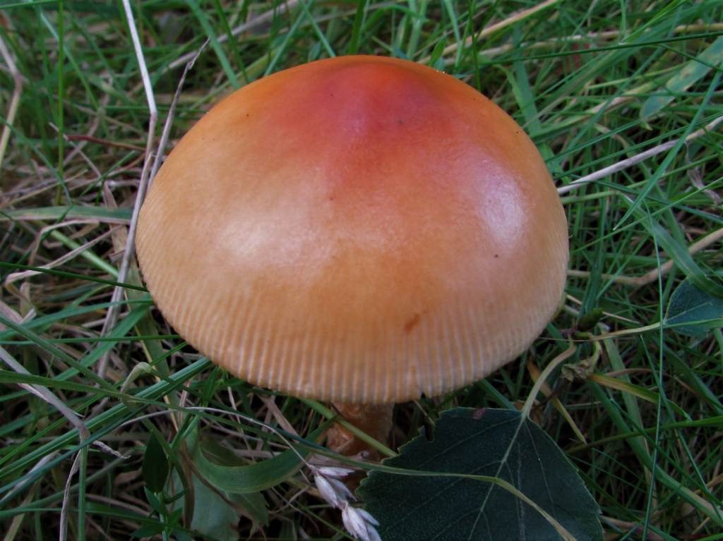 Orange Grisette - Wild Food UK