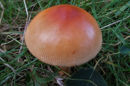 Wild UK Mushrooms (Fungi): Guide to Identification & Picking