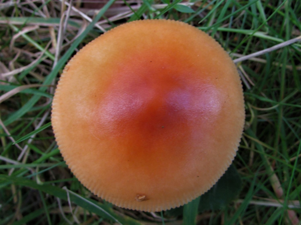Orange Grisette - Wild Food UK