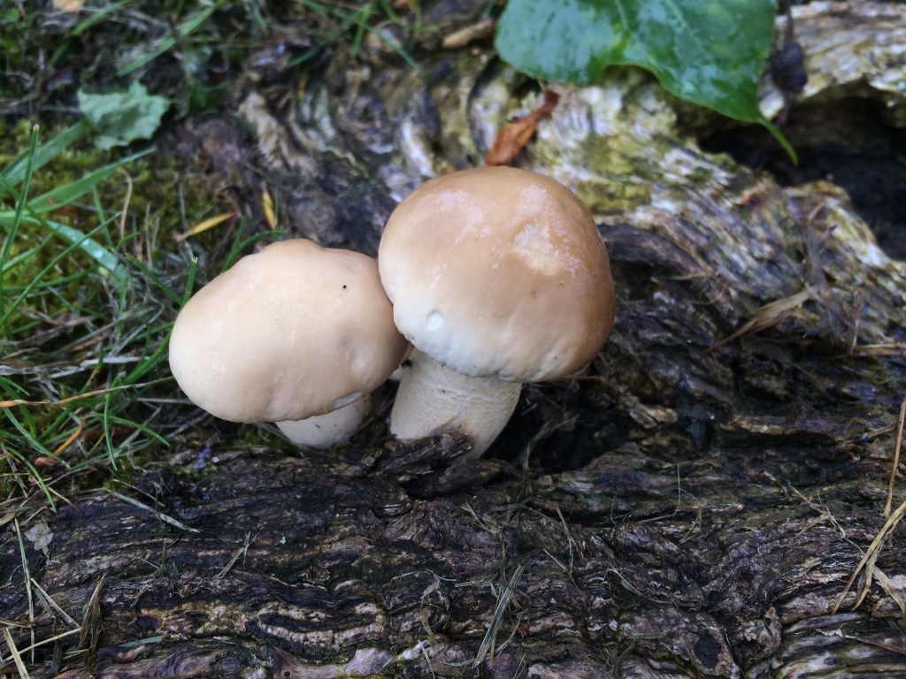 Poplar Mushroom