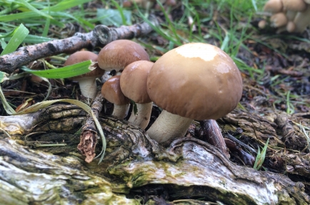 Wild UK Mushrooms (Fungi): Guide to Identification & Picking