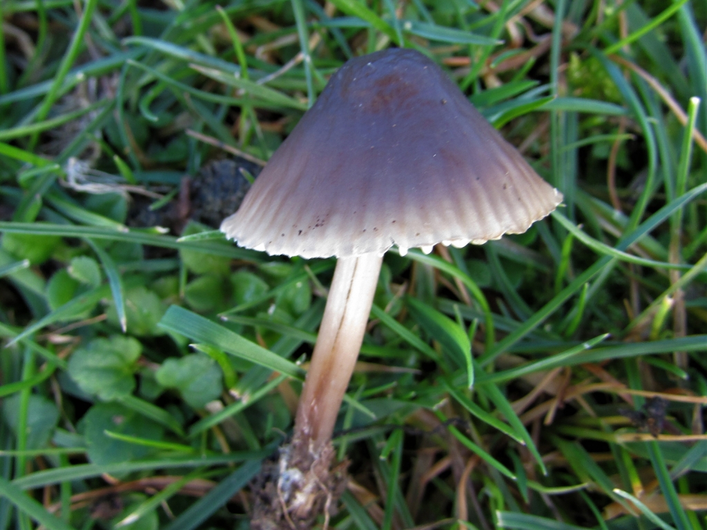 Common Bonnet - Wild Food UK