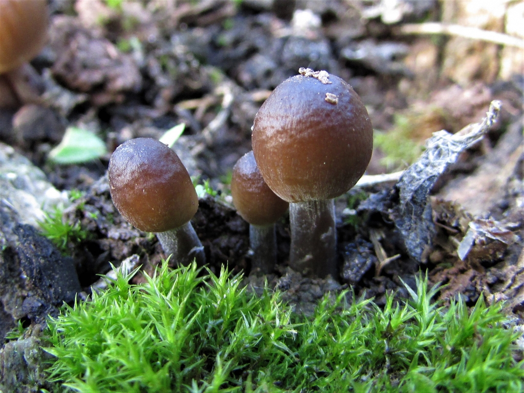Common Bonnet - Wild Food UK
